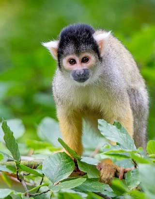 Apenheul, het leukste dagje uit tussen de apen! - Apenheul